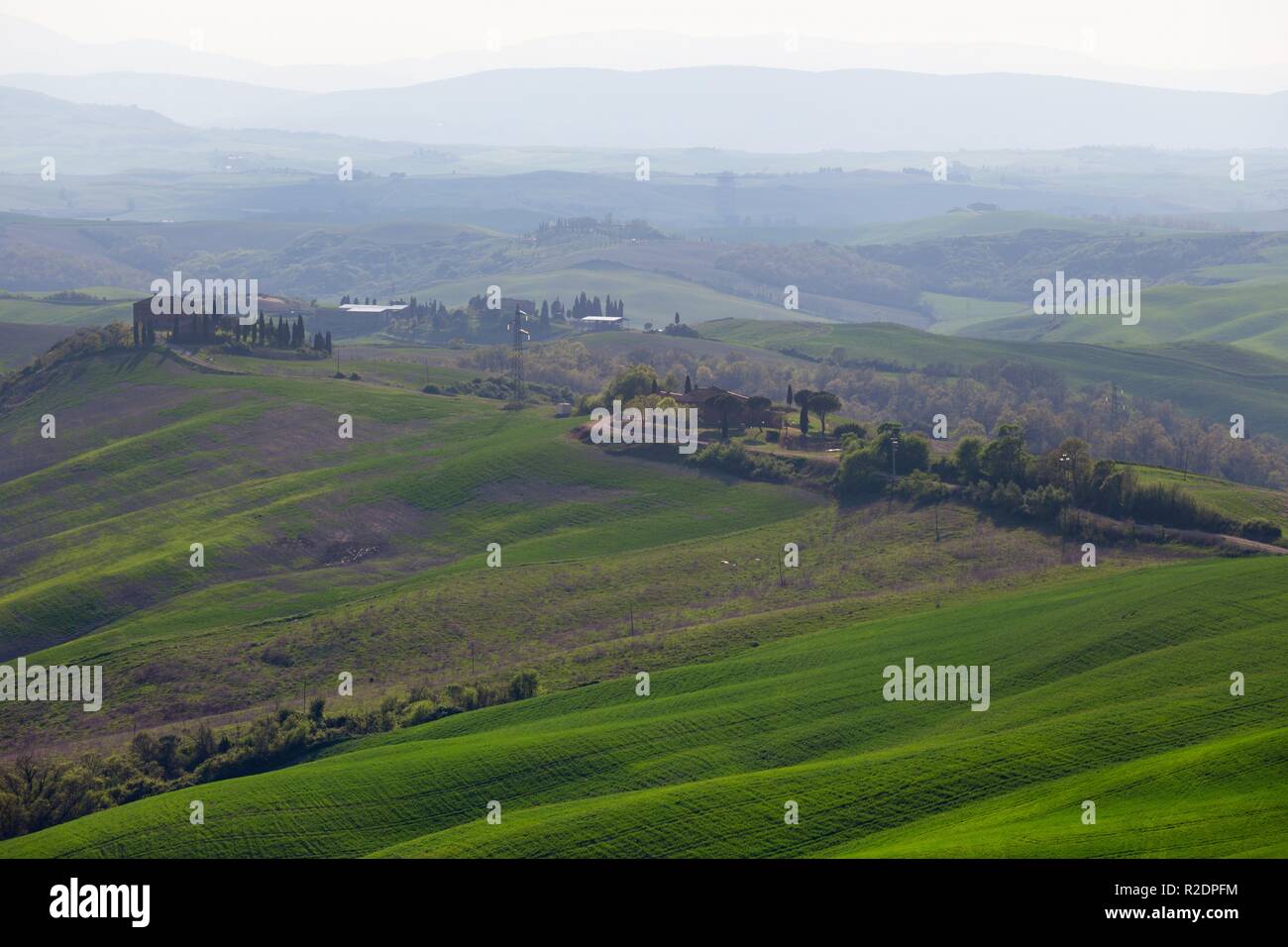 green waves. typical Tuscan landscape - view of a hill, lone tree on ...