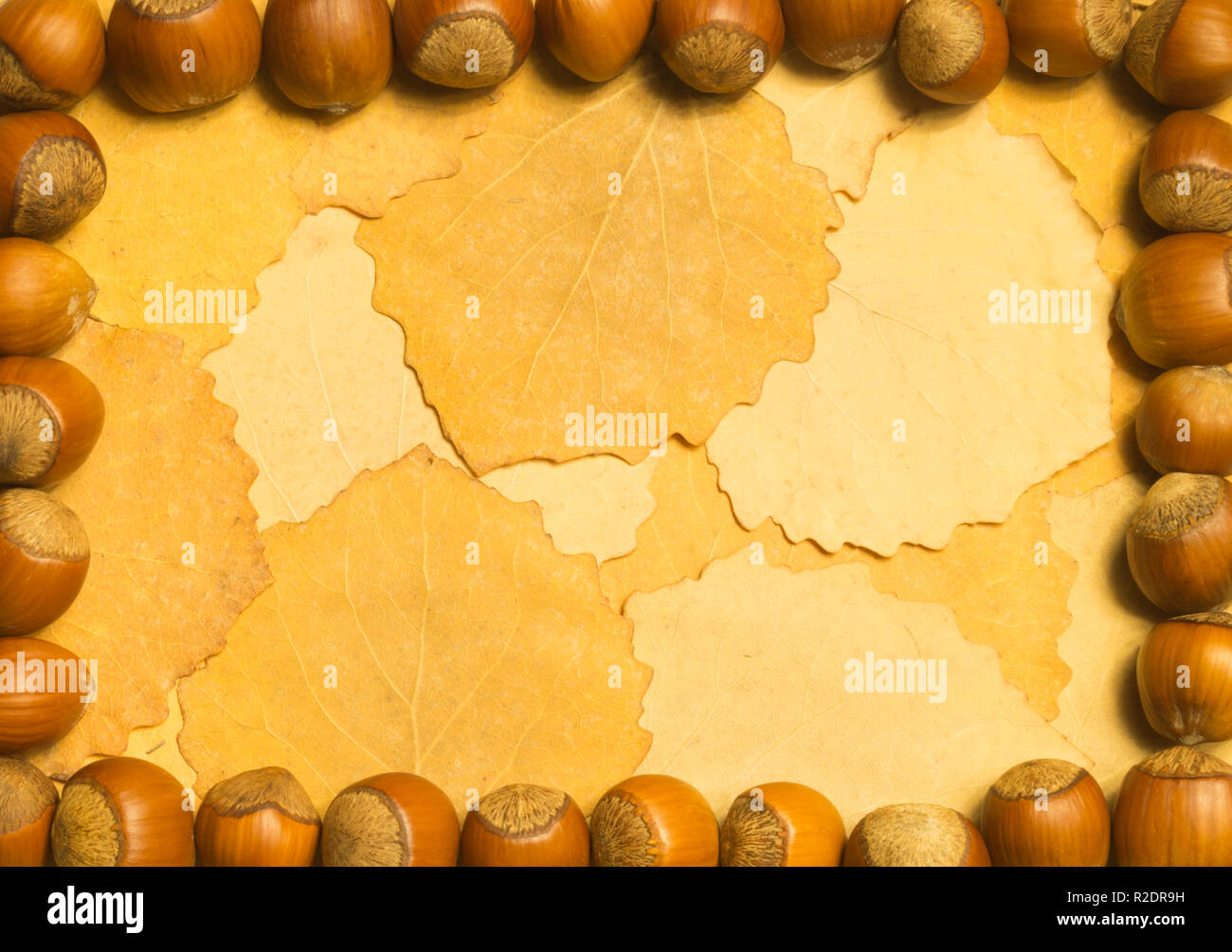 Frame with hazelnuts and autumn leaves background. copy space Stock ...