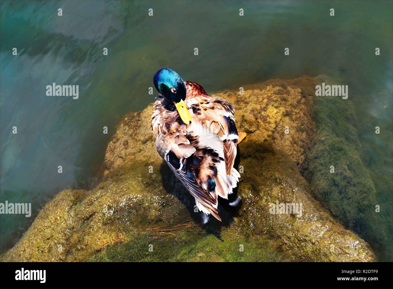 Simple duck hi-res stock photography and images - Alamy