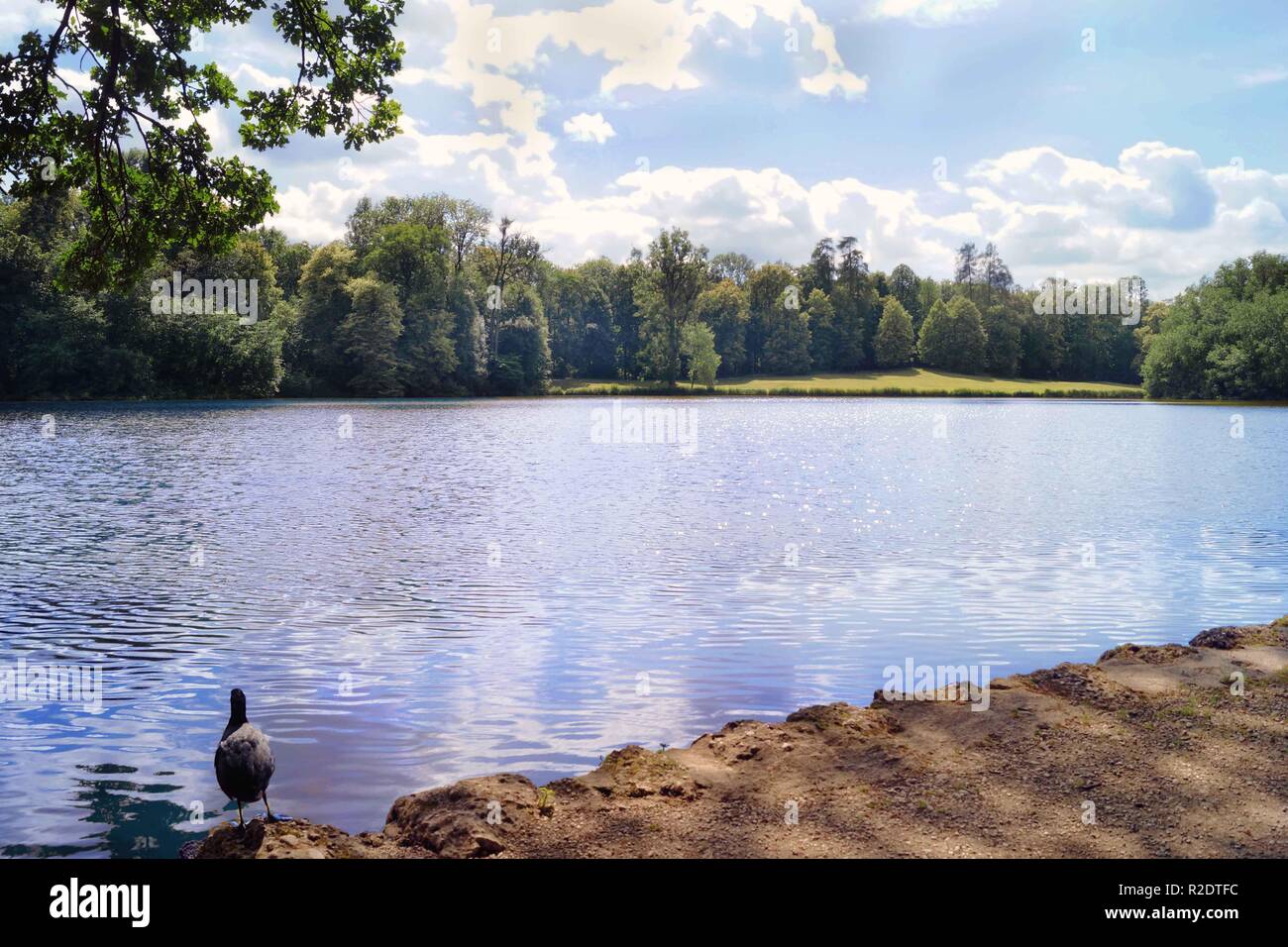 Lake side bird hi-res stock photography and images - Alamy
