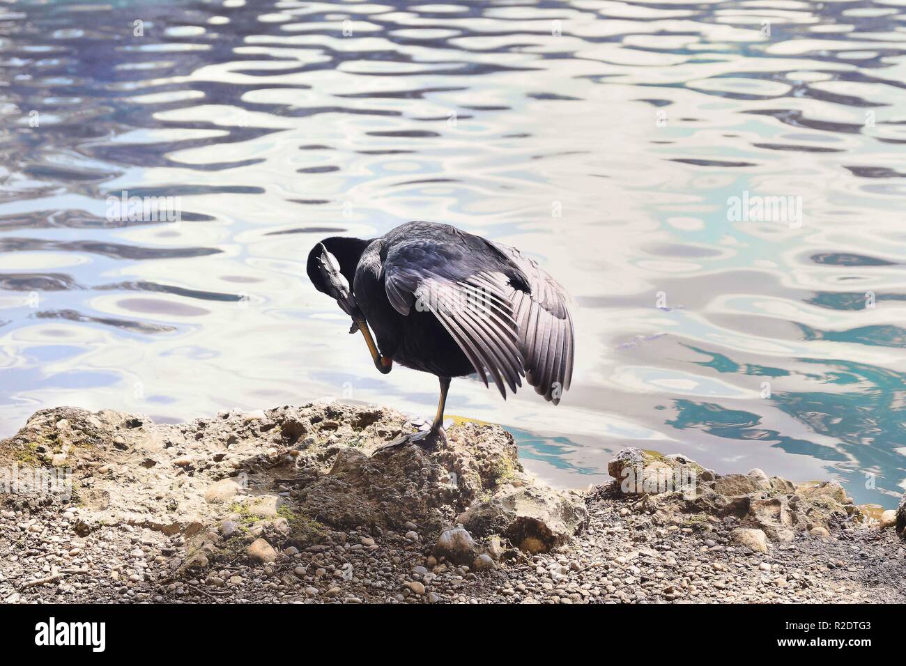 Bird by the lake Stock Photo - Alamy