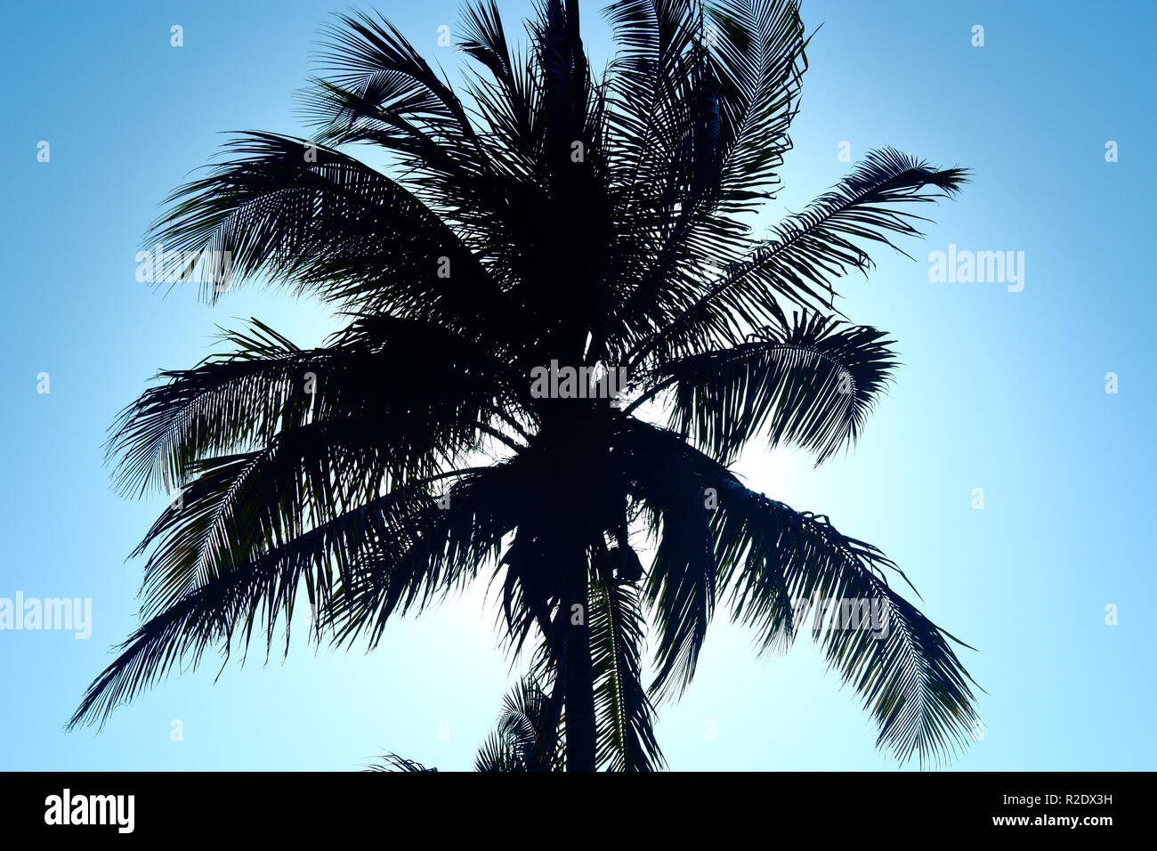 palm tree blocking the sun Stock Photo - Alamy