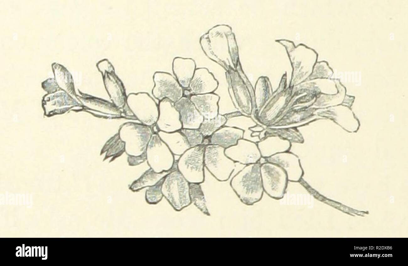 page 286 of 'A Daughter of the Klephts; or, A Girl of Modern Greece ...