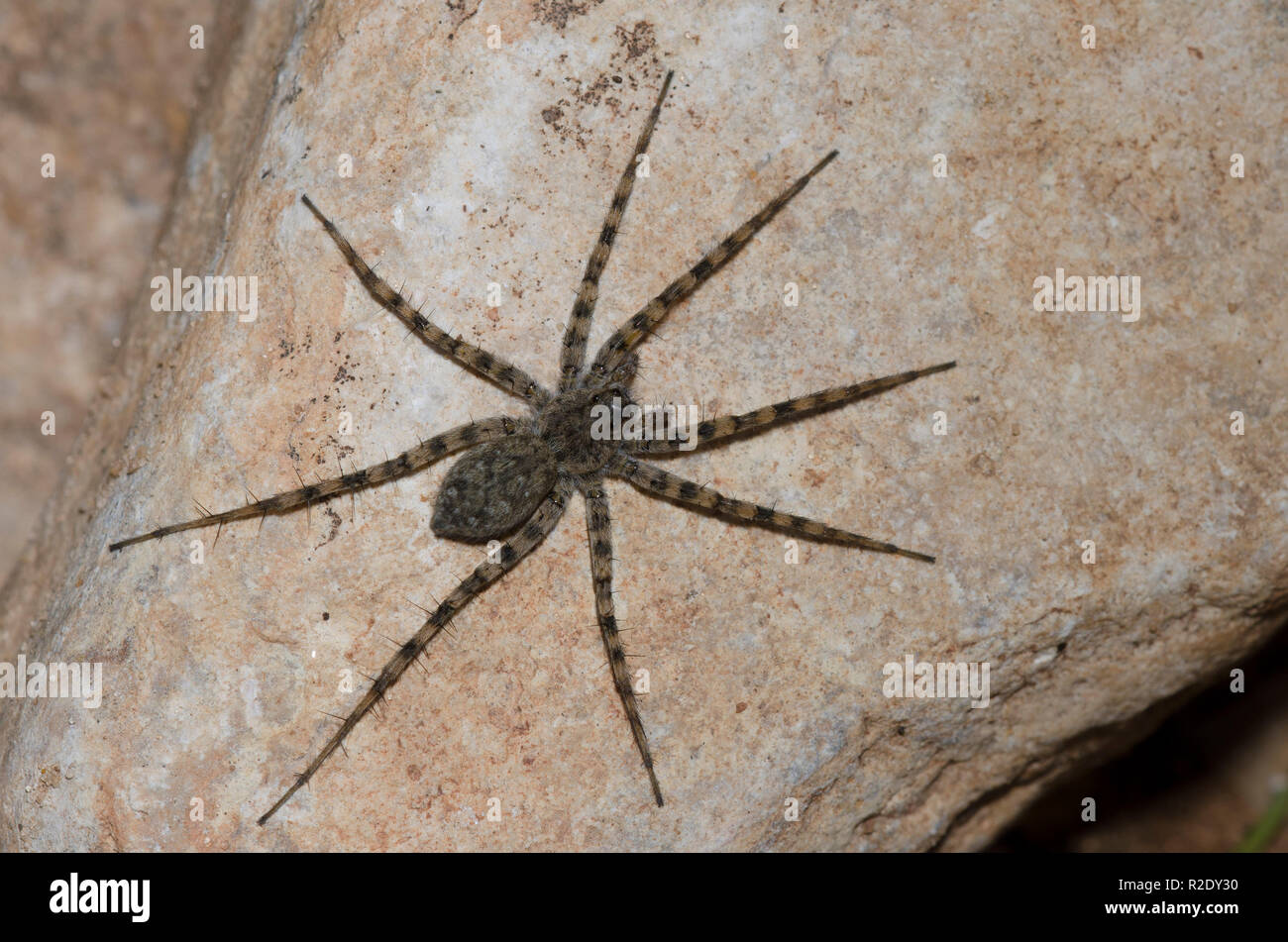 Wolf spider pardosa sp lycosidae hi-res stock photography and images ...