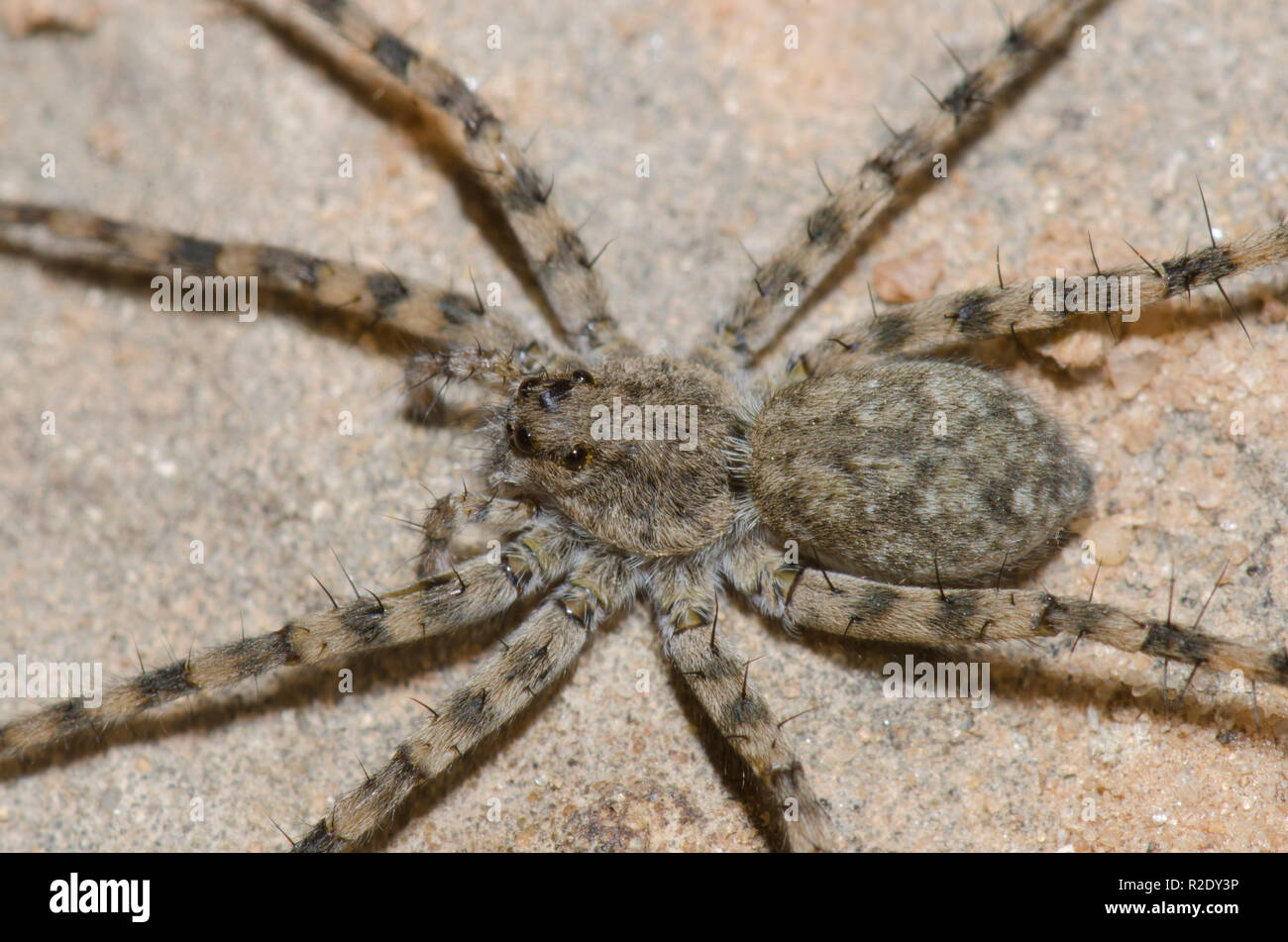 Wolf Spider Pardosa Sp Lycosidae High Resolution Stock Photography and ...