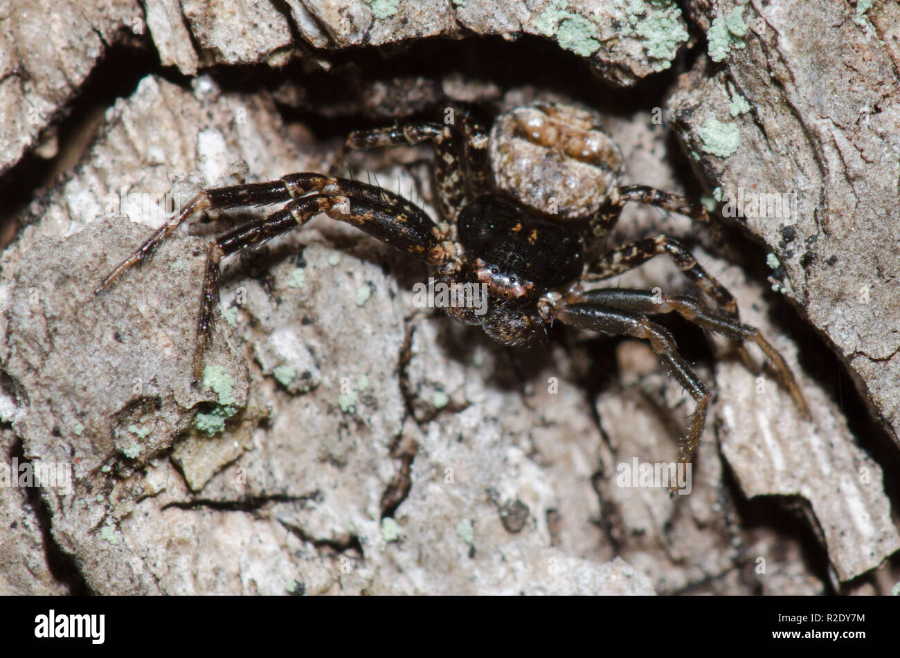 Bassaniana versicolor hi-res stock photography and images - Alamy