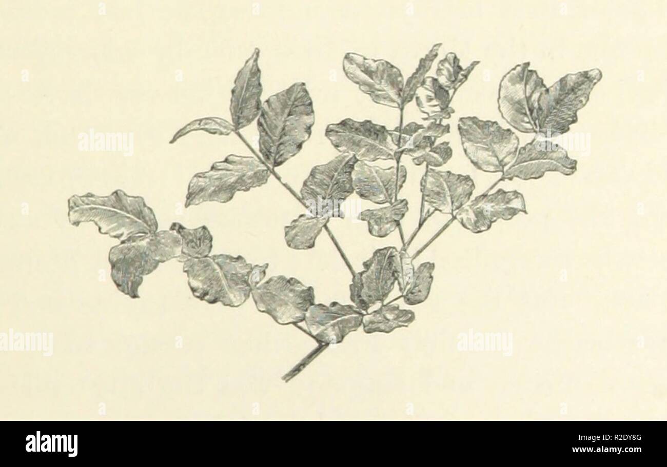 page 307 of 'A Daughter of the Klephts; or, A Girl of Modern Greece ...