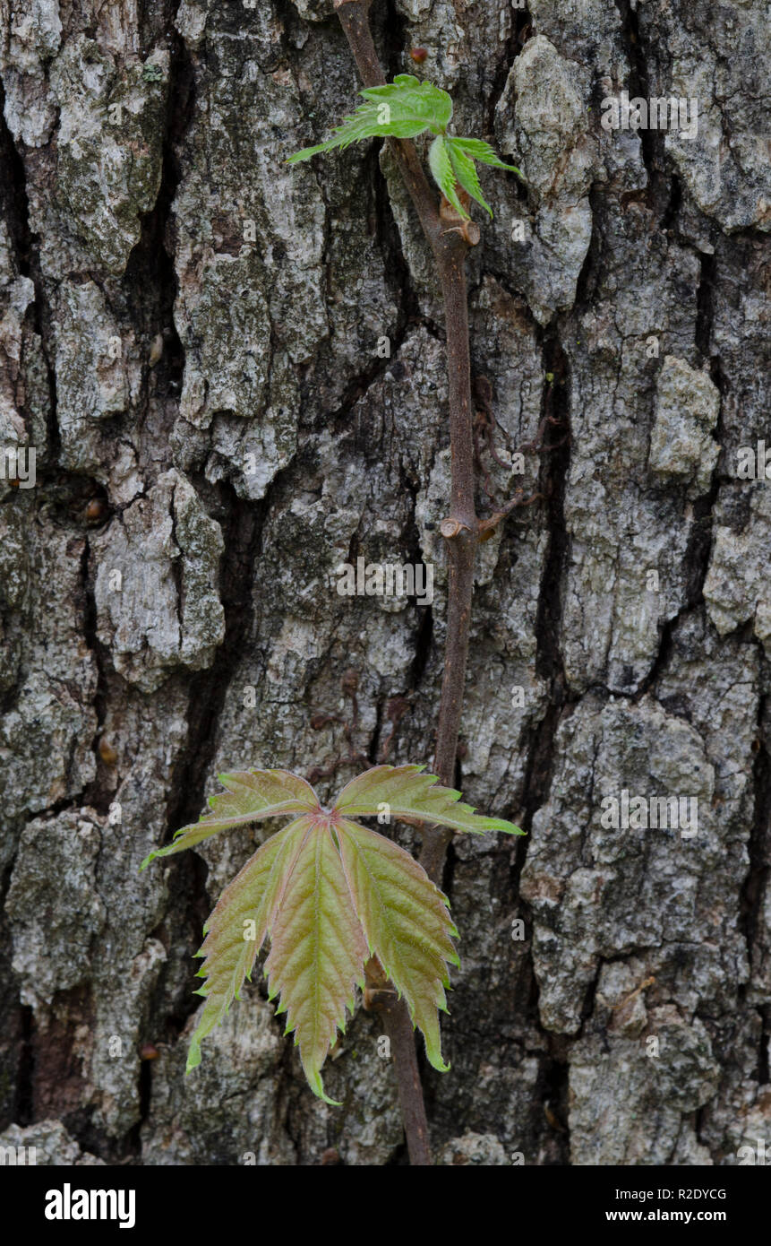 Finger tree hi-res stock photography and images - Alamy