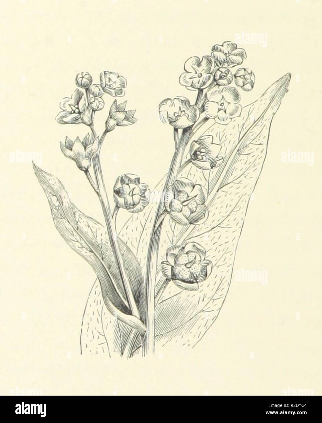 page 316 of 'A Daughter of the Klephts; or, A Girl of Modern Greece ...