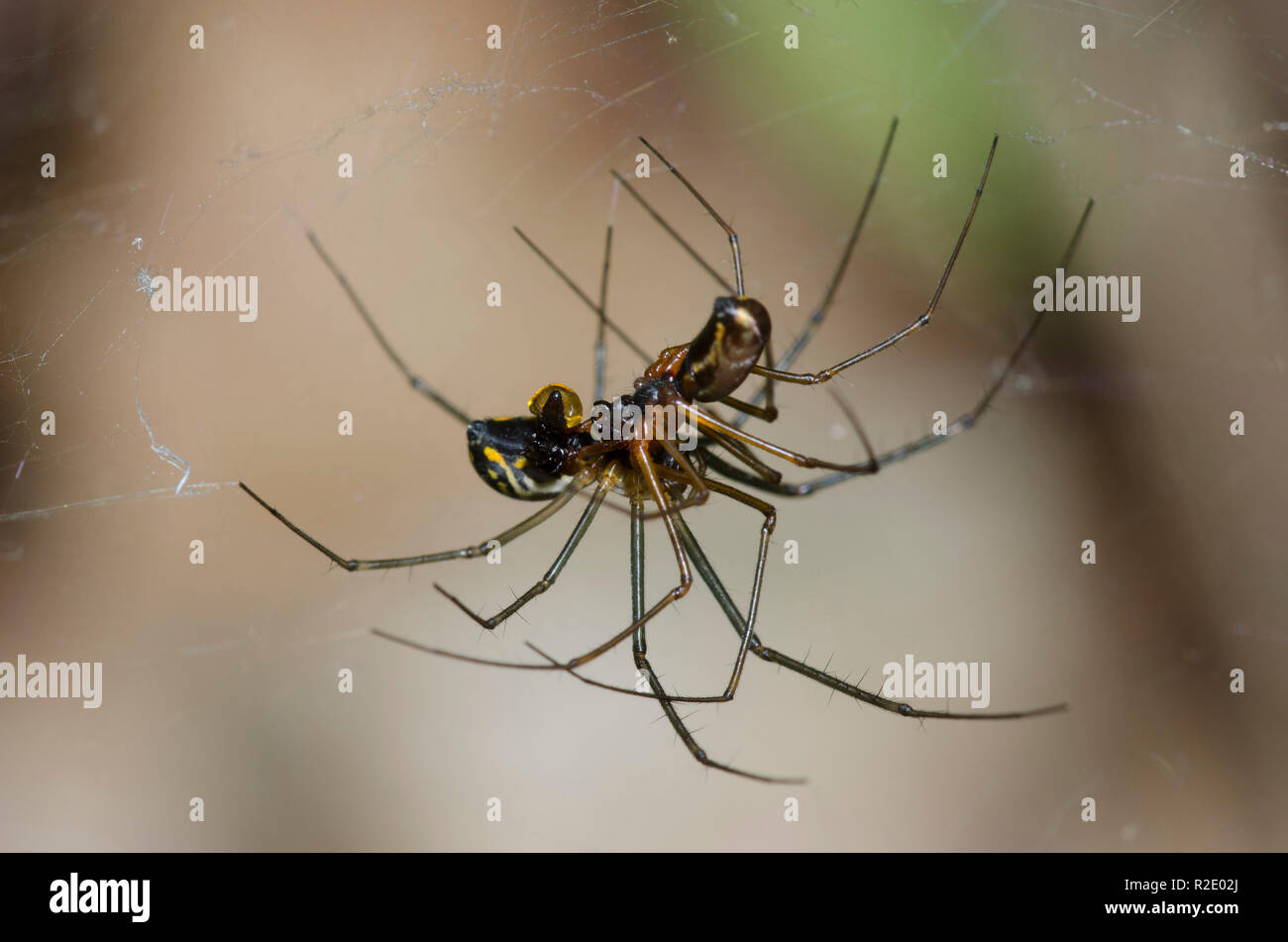 Sheetweb Spiders, Family Linyphiidae, mating Stock Photo - Alamy