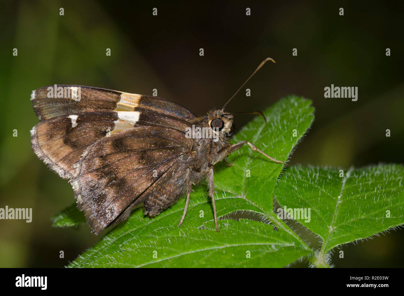 Golden Banded-Skipper, Telegonus cellus Stock Photo - Alamy