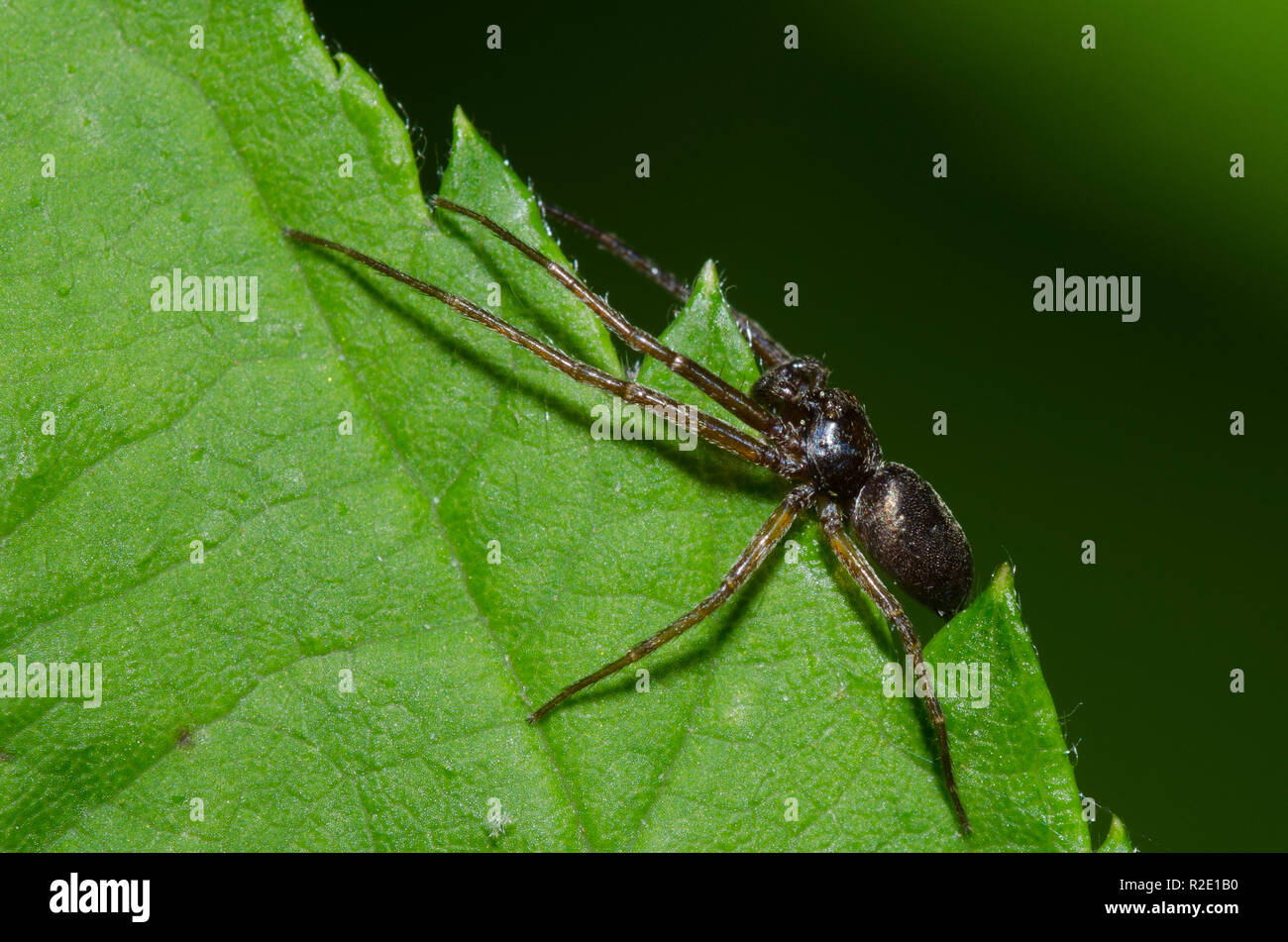 Male spider crab hi-res stock photography and images - Alamy