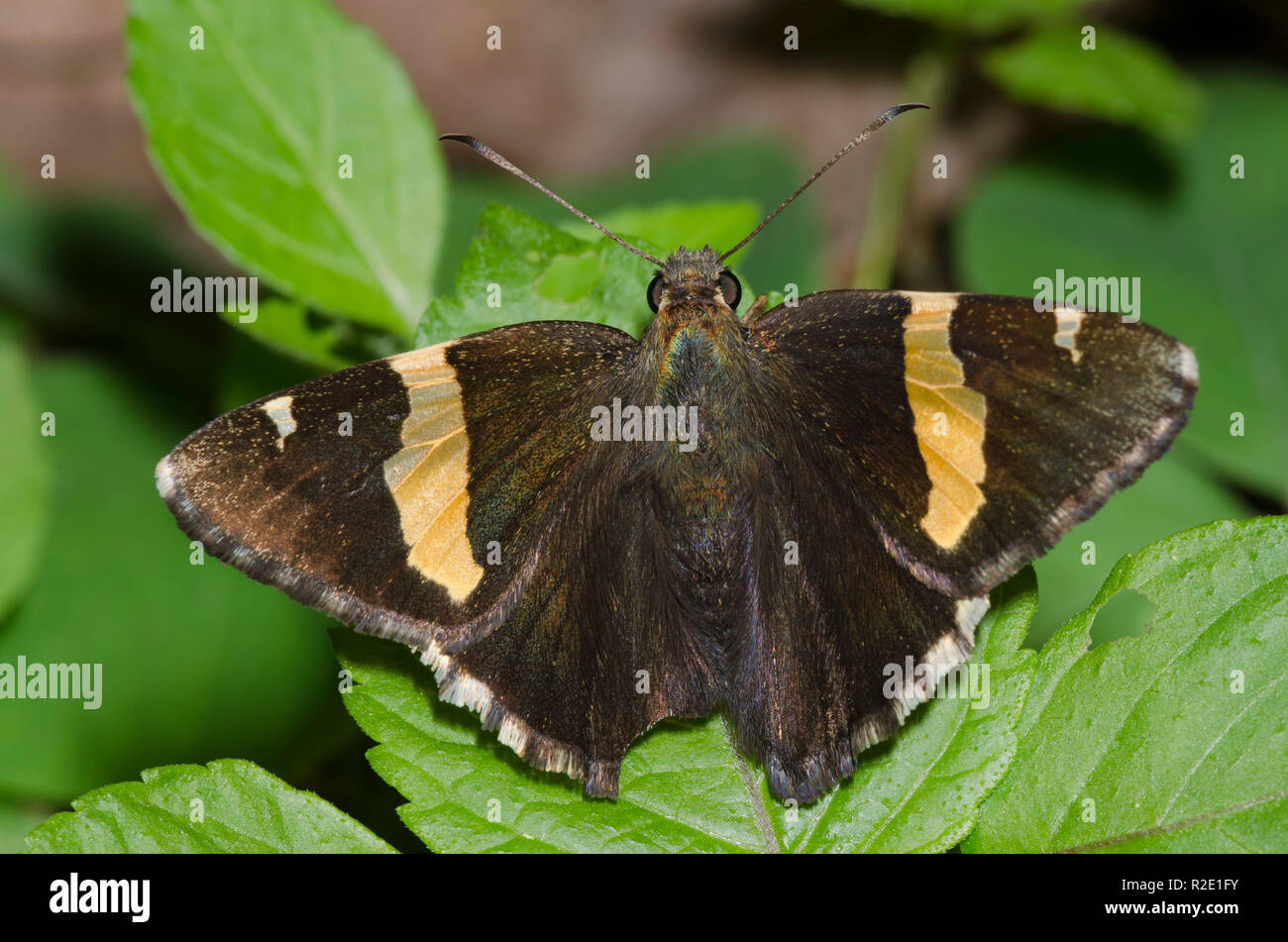 Telegonus cellus hi-res stock photography and images - Alamy