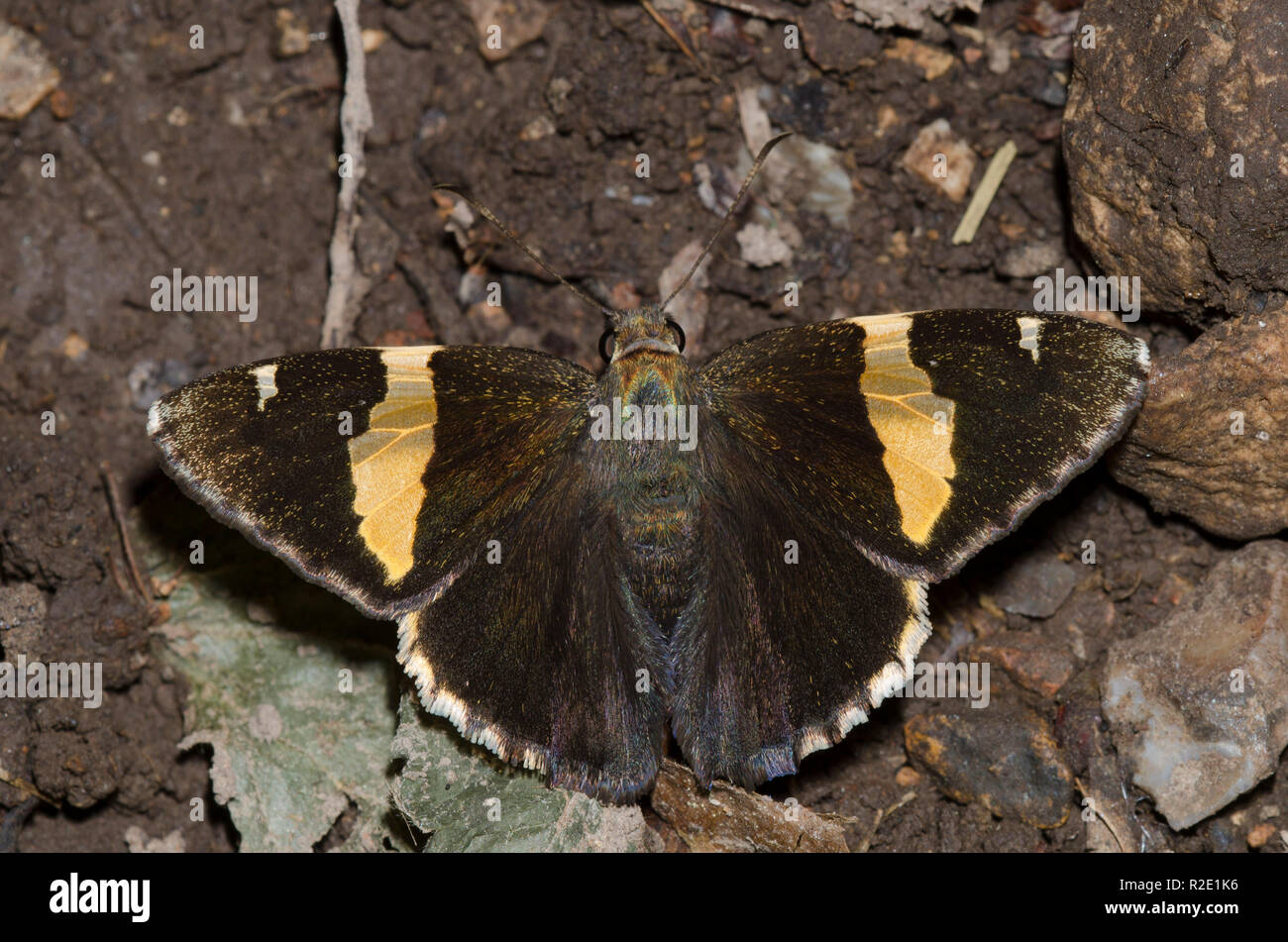 Telegonus cellus hi-res stock photography and images - Alamy