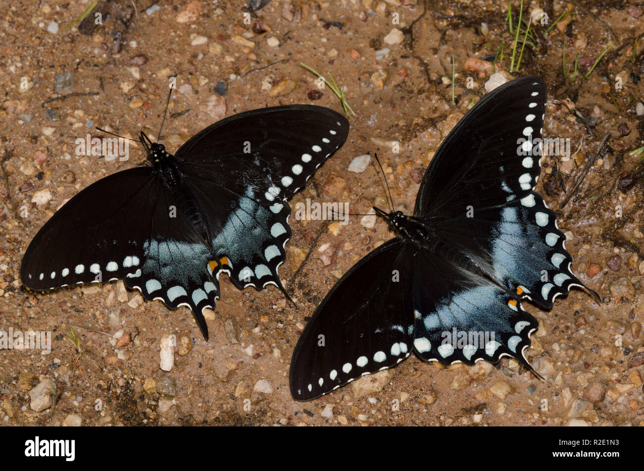 Spicebush Swallowtails, Pterourus troilus, males mud-puddling Stock ...