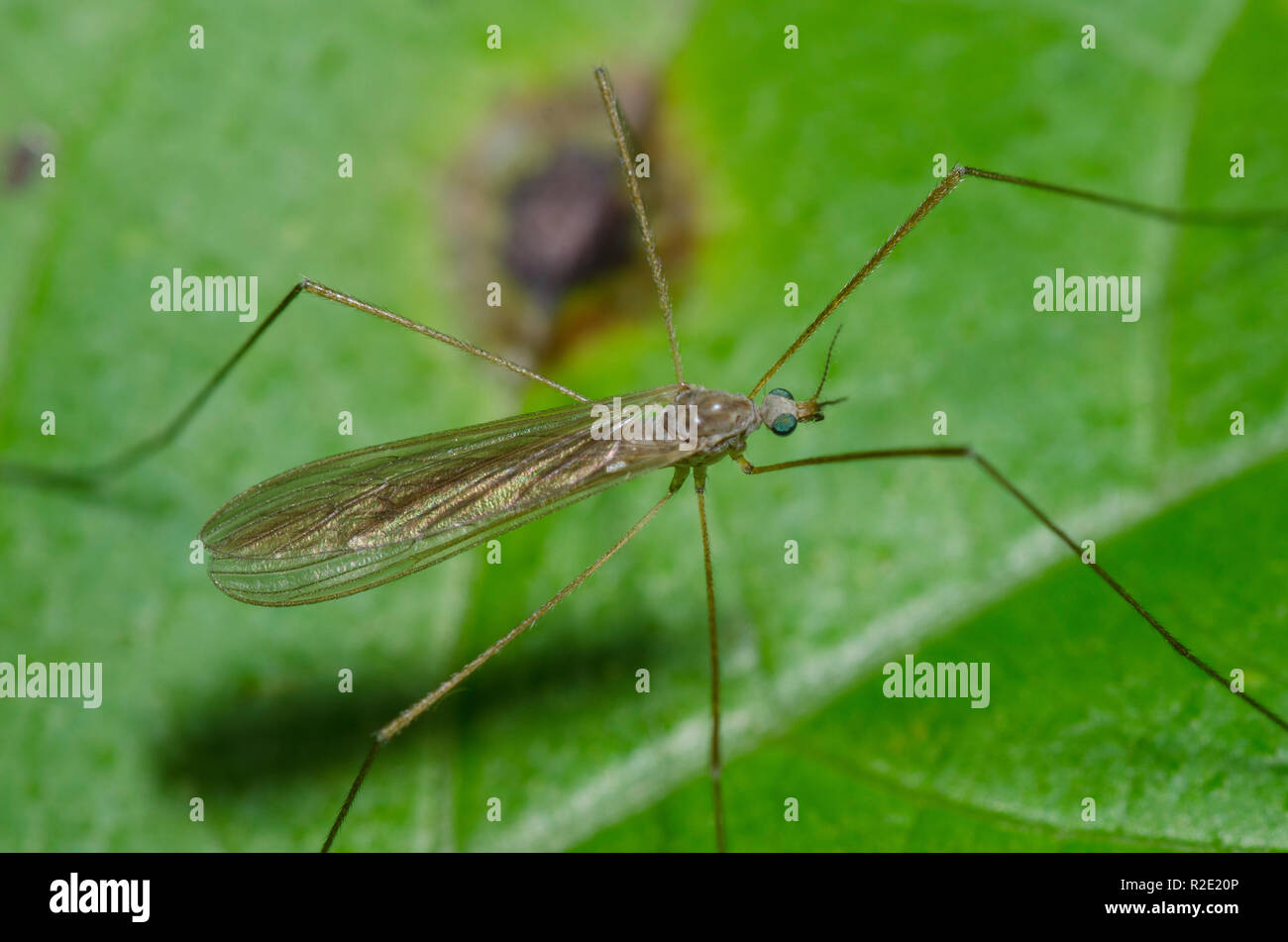 Family limoniidae hi-res stock photography and images - Alamy