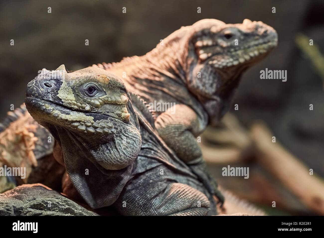Rest position zoo hi-res stock photography and images - Alamy