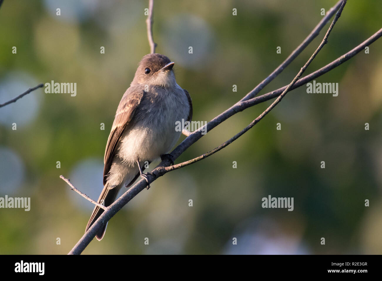 Pheobe hi-res stock photography and images - Alamy