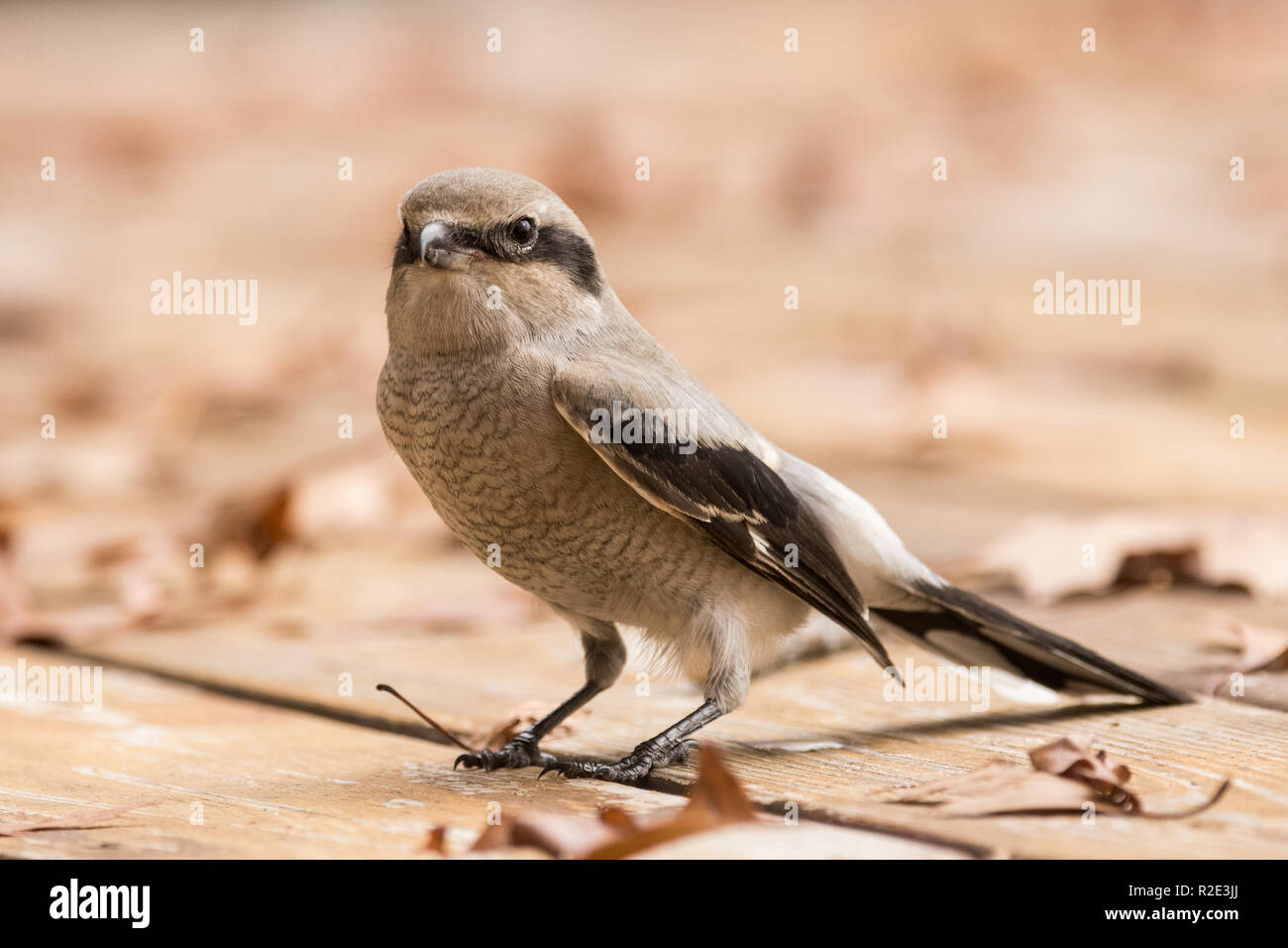 Northern shrike hi-res stock photography and images - Alamy