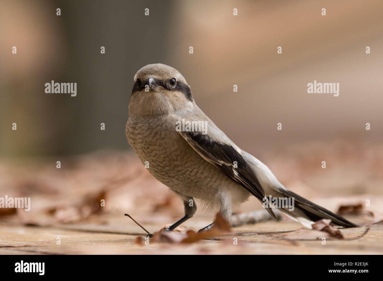 Northern shrike hi-res stock photography and images - Alamy