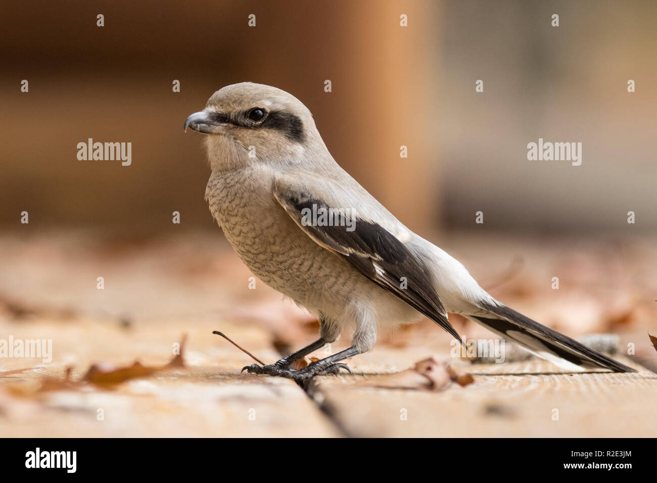 Northern shrike hi-res stock photography and images - Alamy