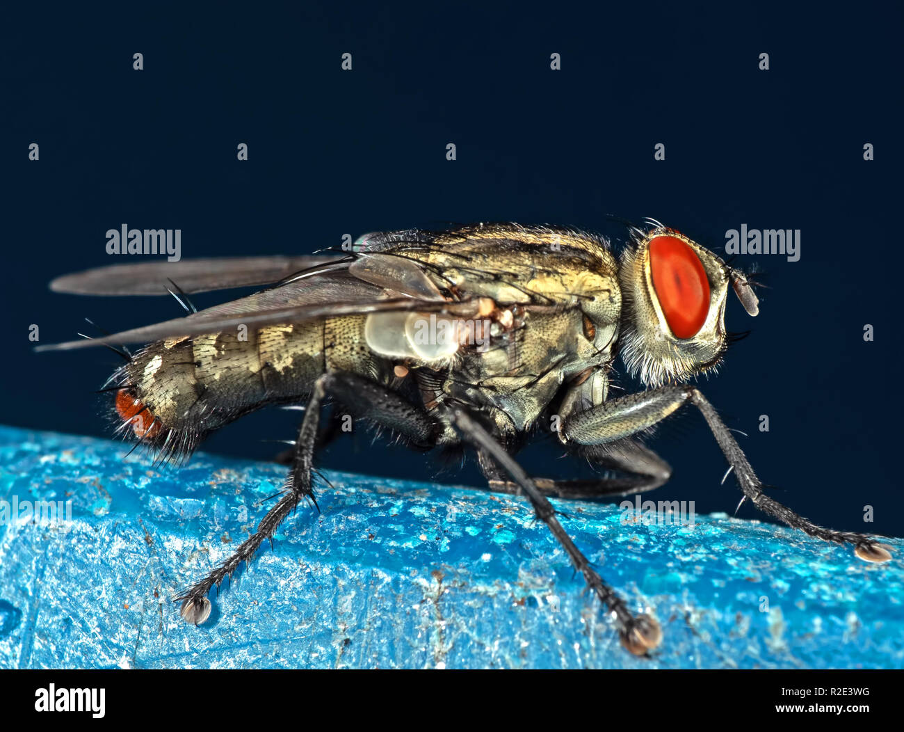 Macro Photography of House Fly Isolated on Background Stock Photo - Alamy