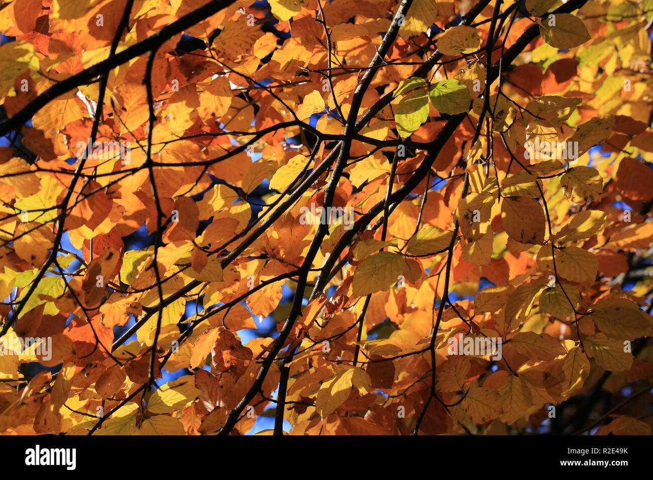 collection of colorful autumn leaves county kerry, ireland Stock Photo ...