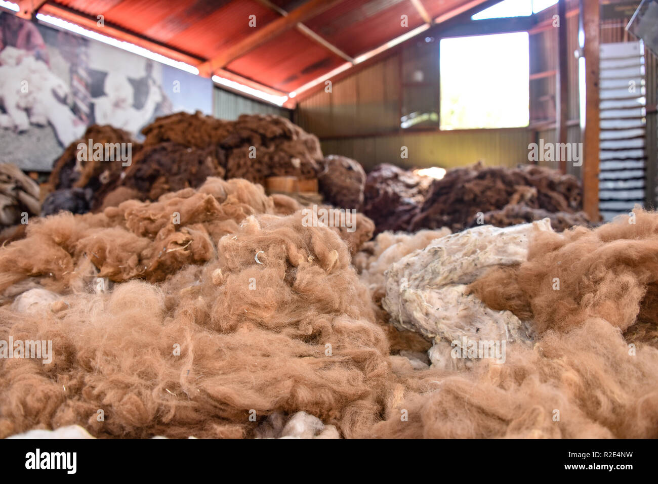 Alpaca wool macro hi-res stock photography and images - Alamy