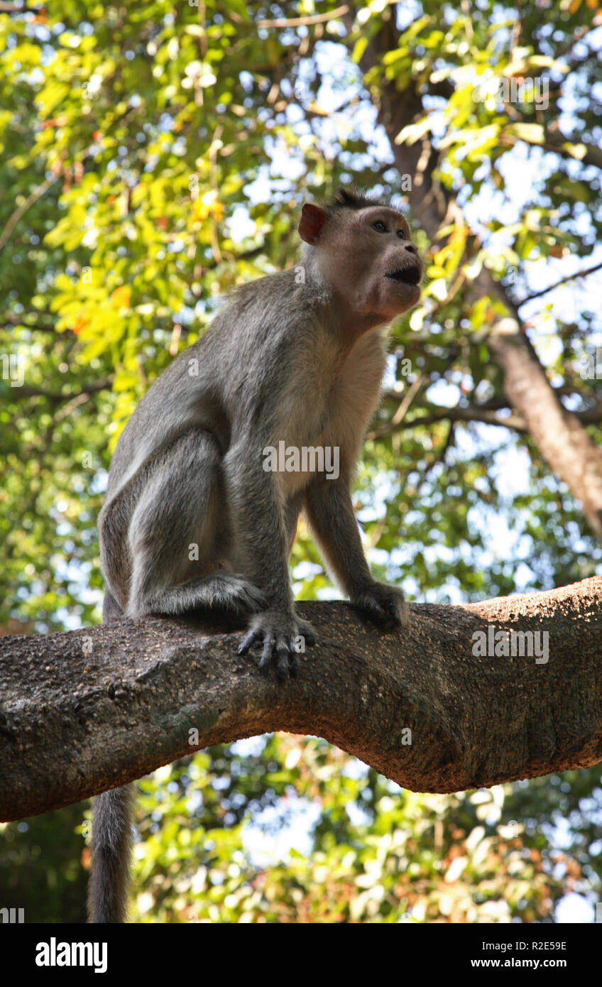 Monkey in goa india hi-res stock photography and images - Alamy