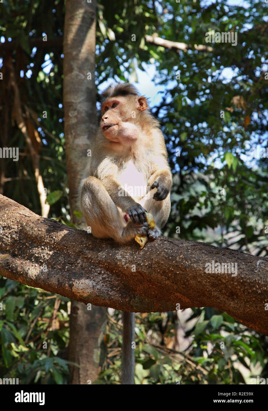 Monkey in goa india hi-res stock photography and images - Alamy