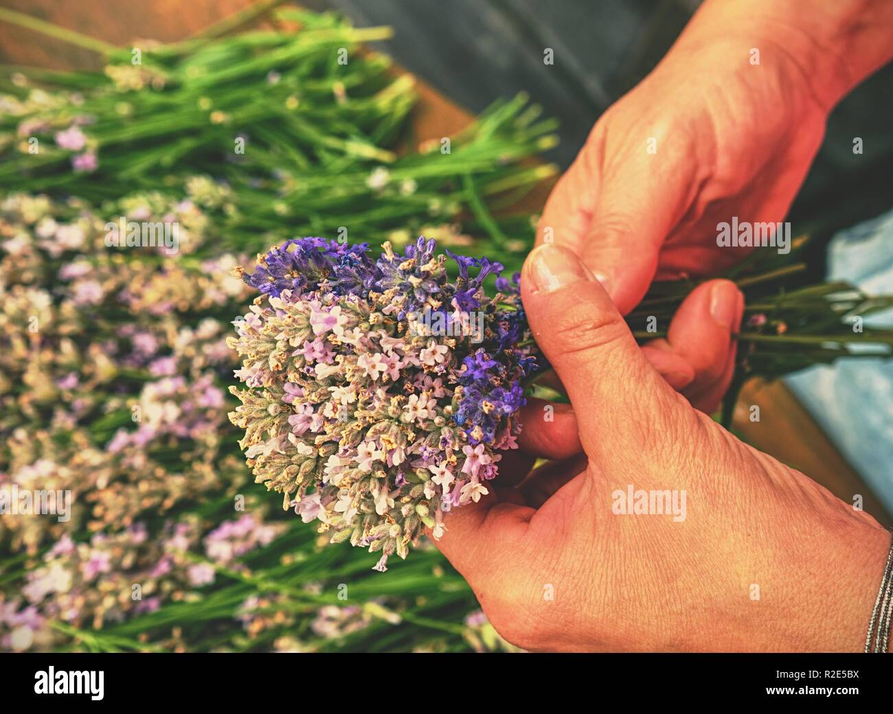 Woman hands binding lavender flowers with scissors and string ...