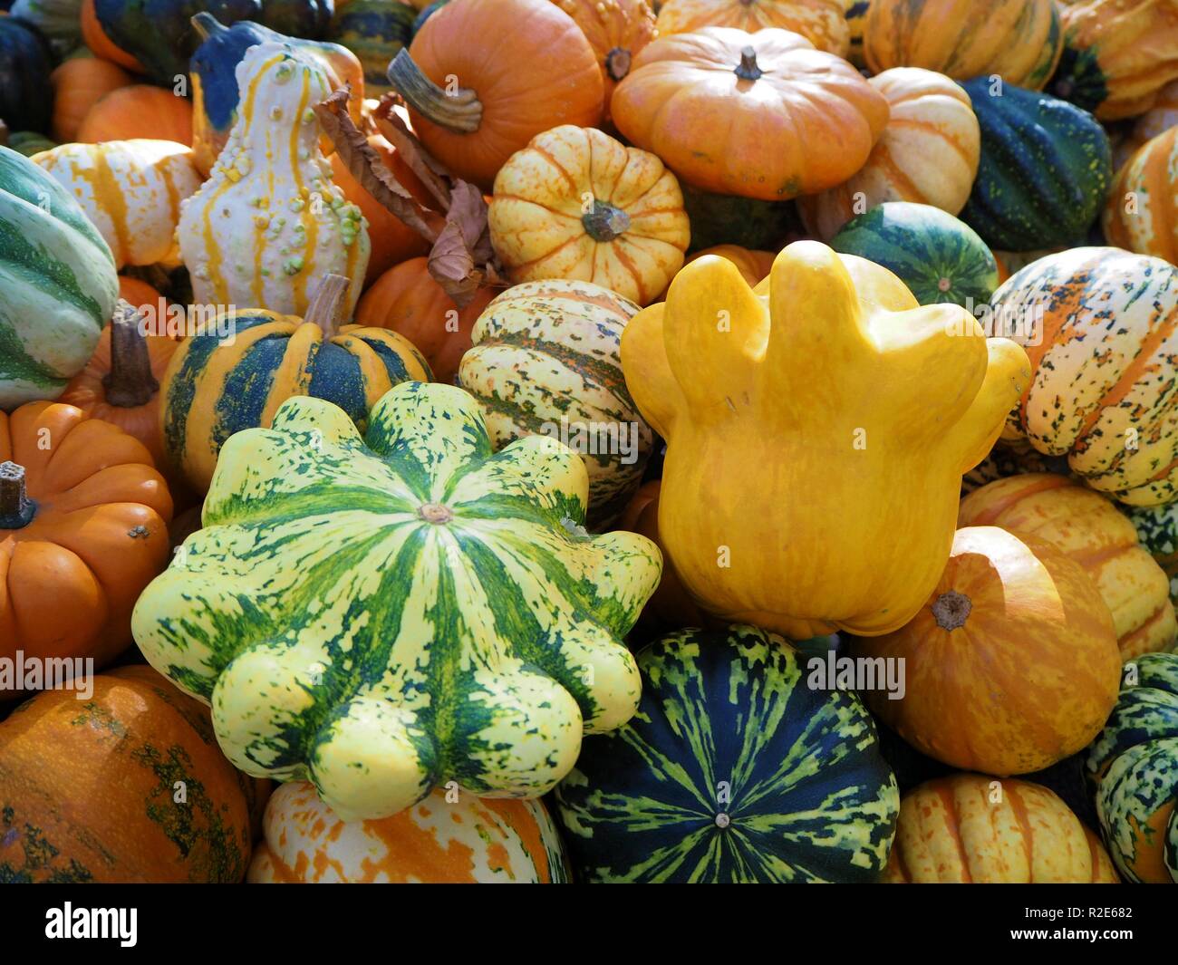 Different Shaped Pumpkins High Resolution Stock Photography and Images ...