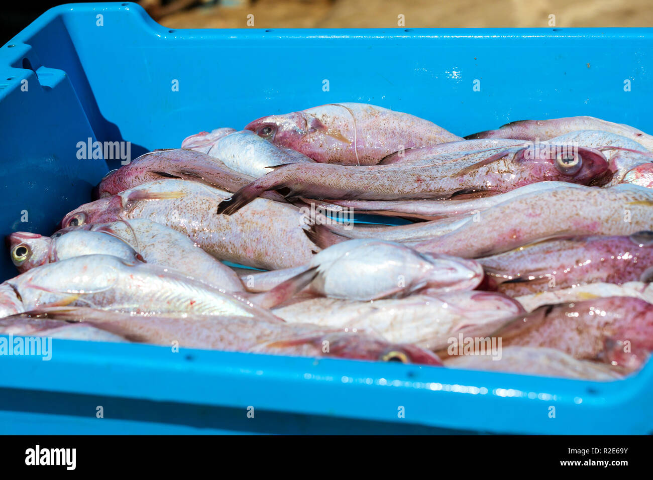 Blue plastic containers with catch of sea fish, ocean delicacies ...