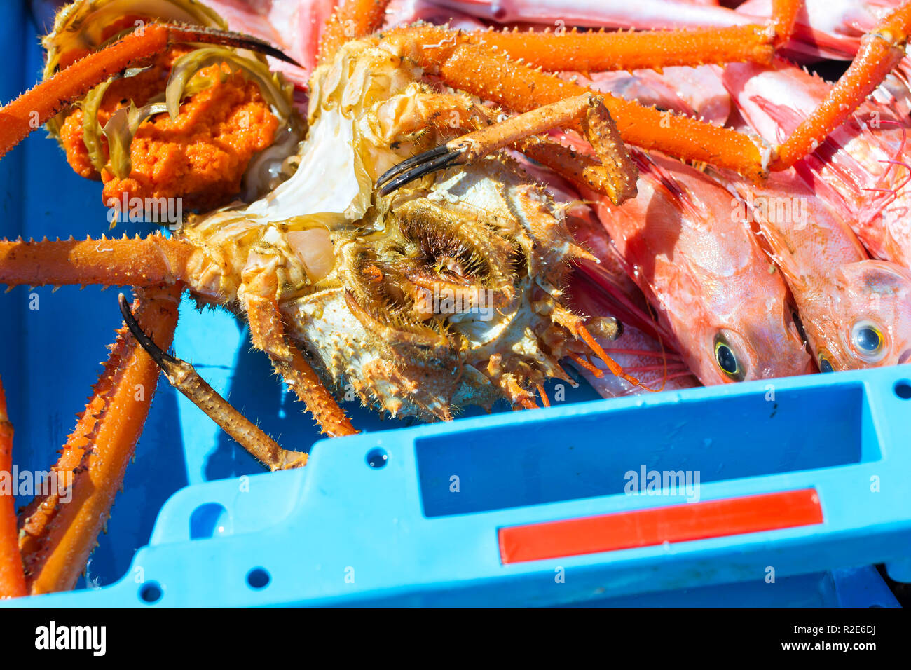 Blue plastic containers with catch of sea fish, omar, lobster, sea ...