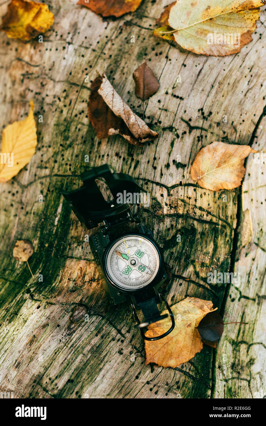 top view of compass on aged rustic tree bark with foliage Stock Photo ...