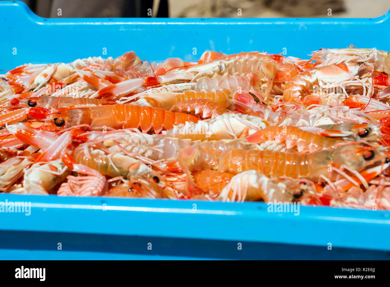 Blue plastic containers with catch of sea shrimps, ocean prawns ...