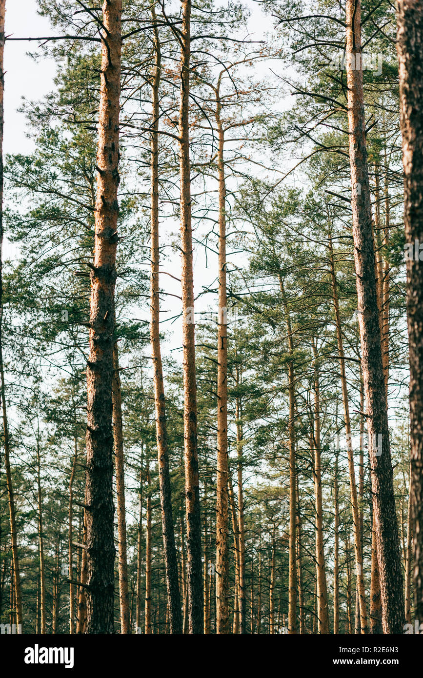 Daylight and scenic trees hi-res stock photography and images - Alamy