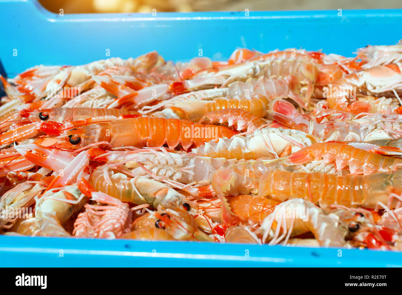 Blue plastic containers with catch of sea shrimps, ocean prawns ...