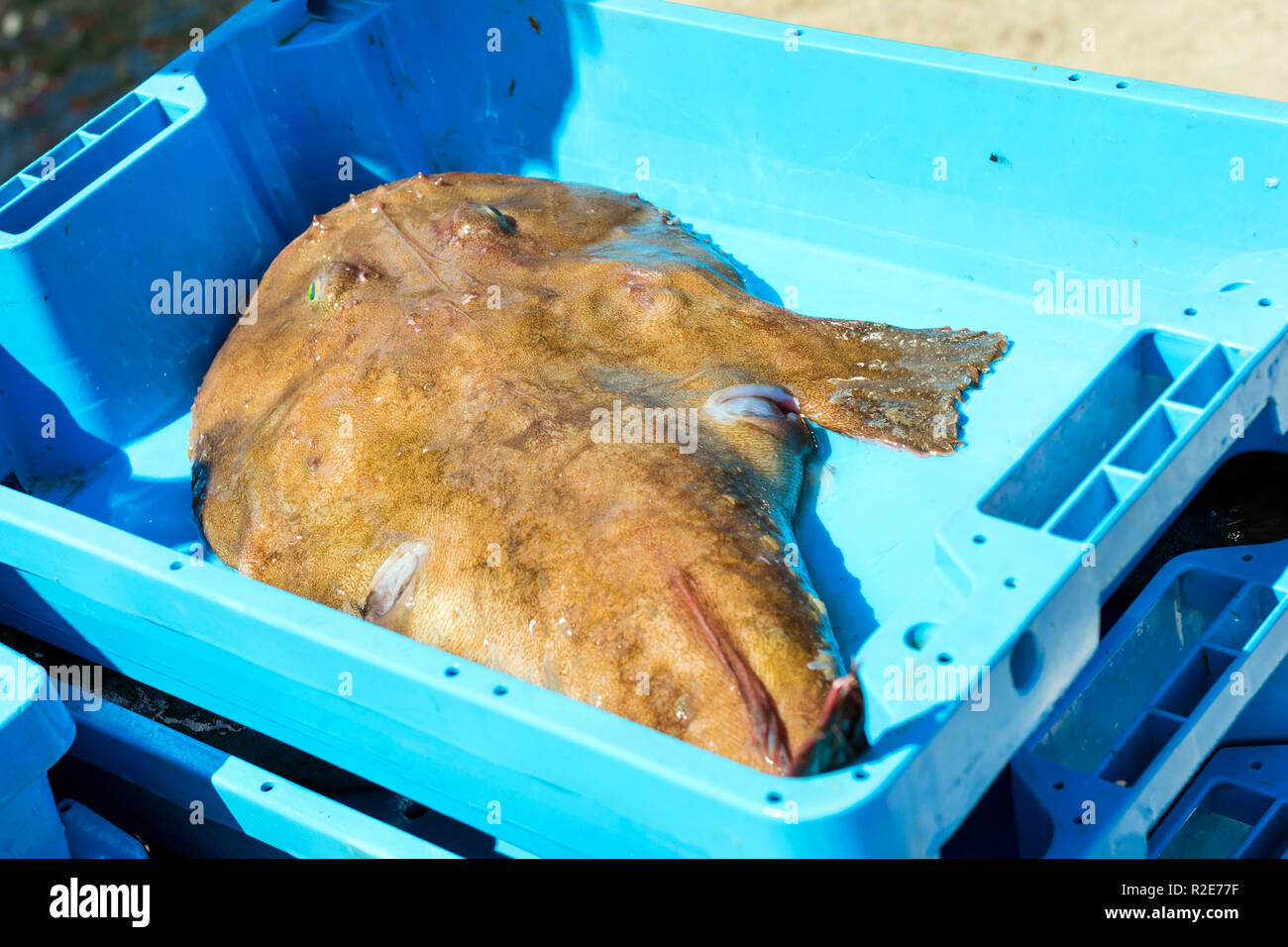 Blue plastic containers with catch of sea Monkfish, ocean delicacies ...