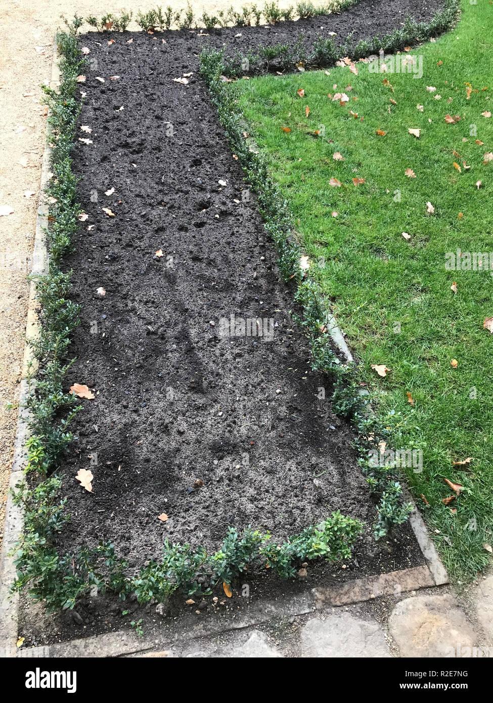 Japanese holly also named box-leaved holly, used as replacement for box ...