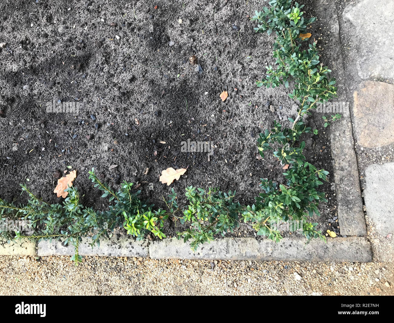 Japanese holly also named box-leaved holly, used as replacement for box ...