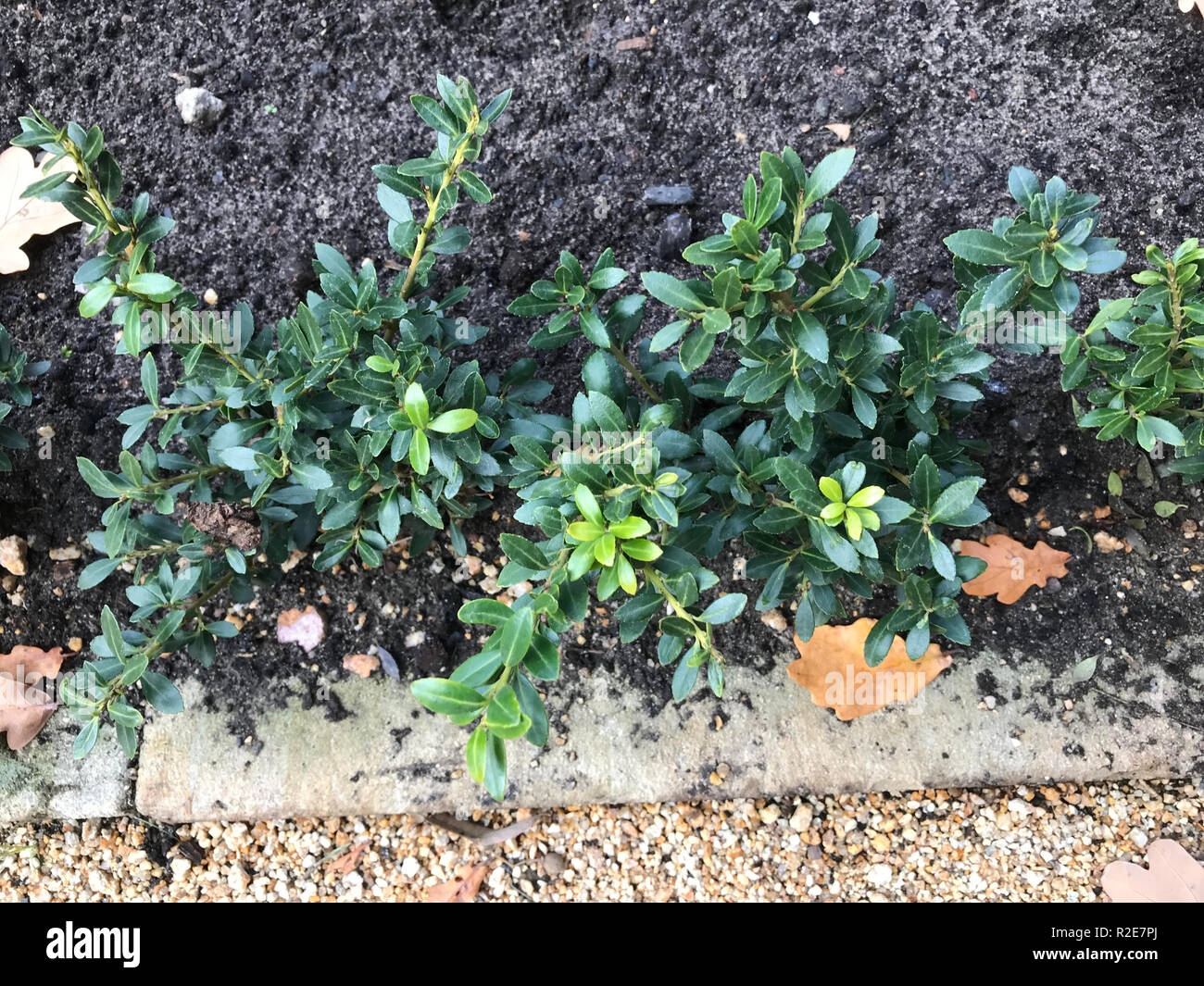 Japanese holly ilex crenata hi-res stock photography and images - Alamy