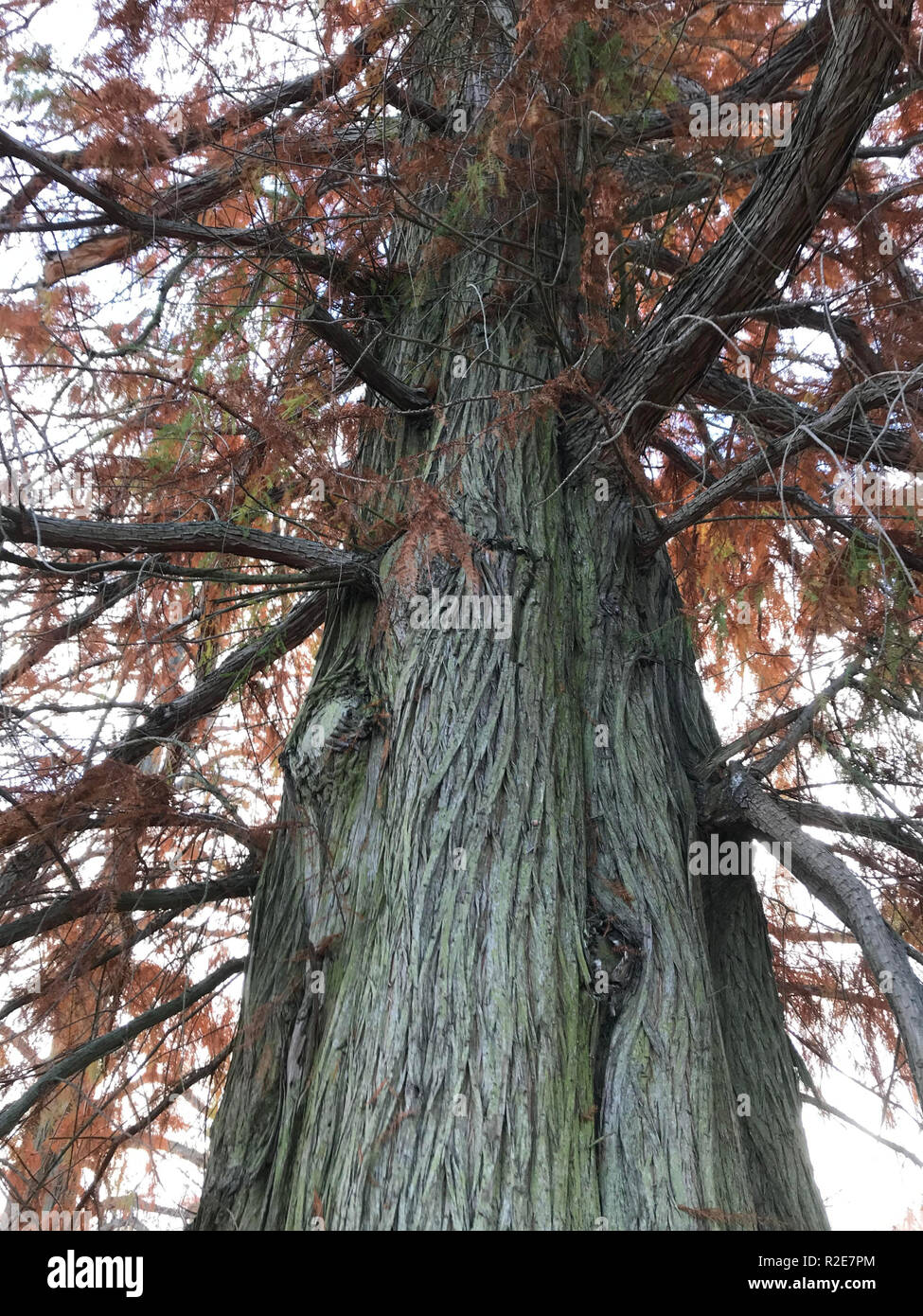 bald cypress Stock Photo - Alamy