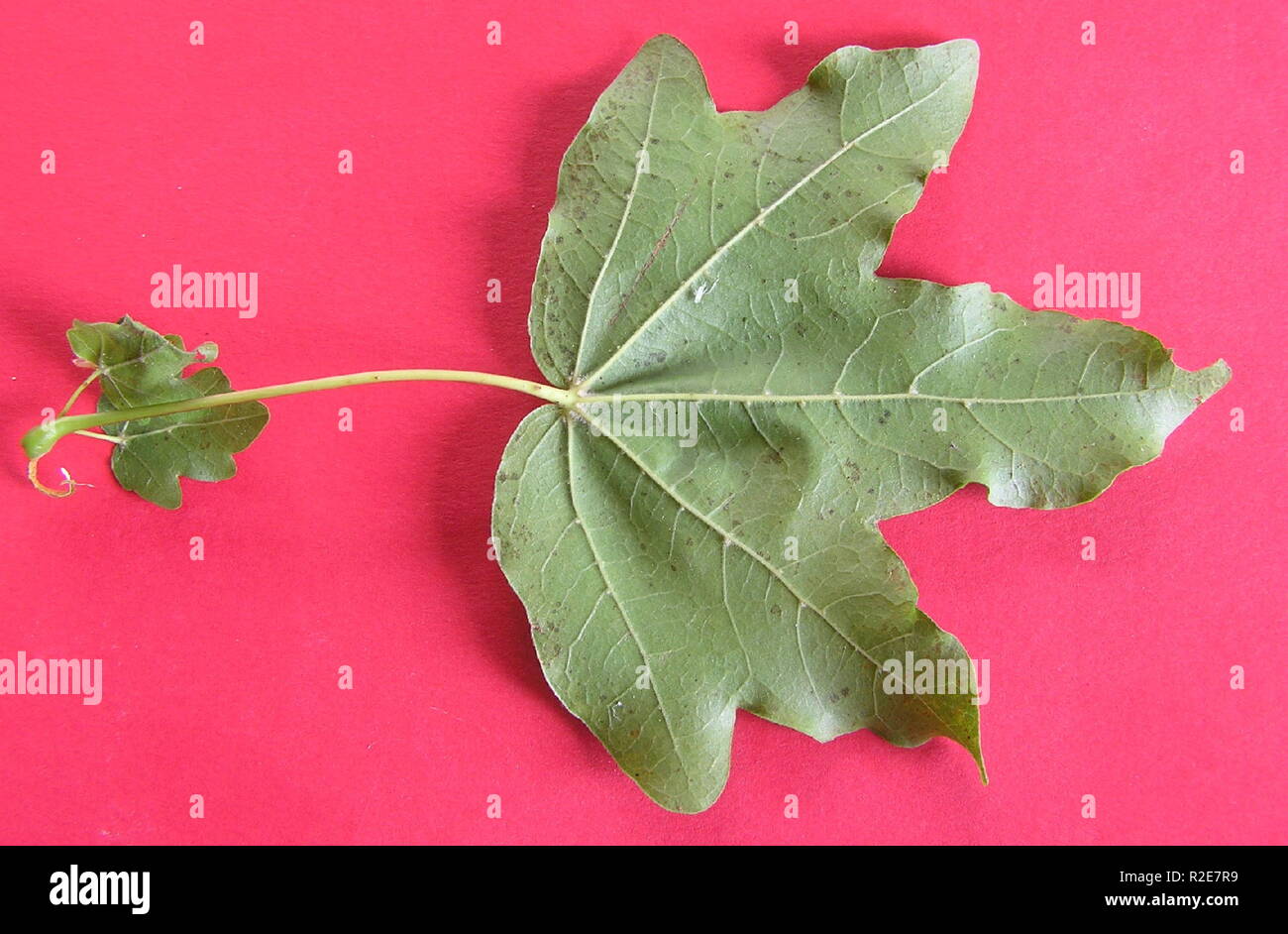 Maple leaf backside hi-res stock photography and images - Alamy