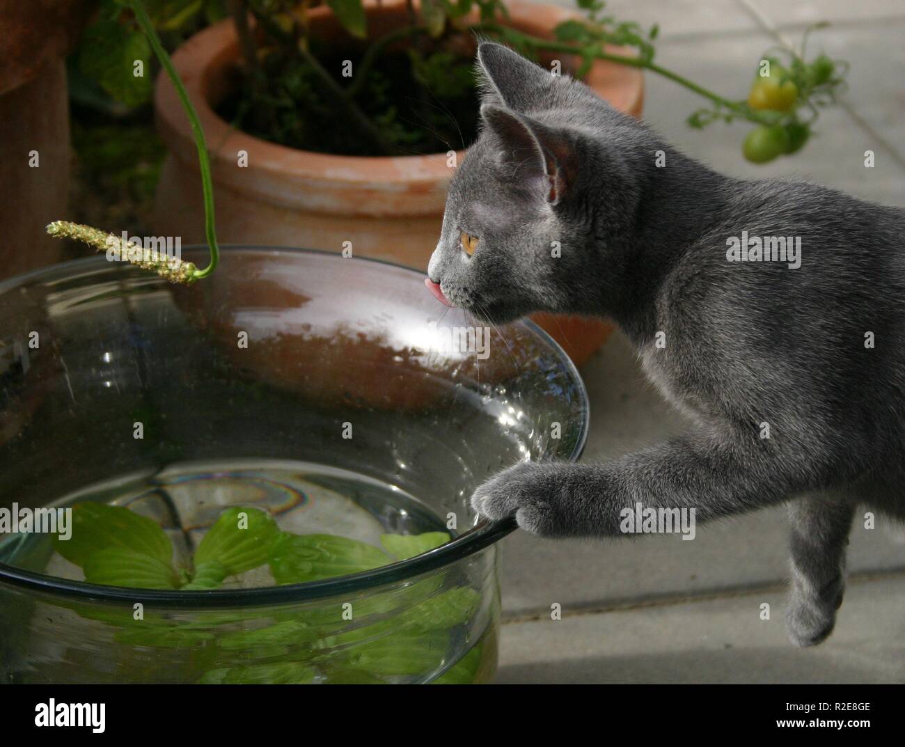 Greedy animals hi-res stock photography and images - Alamy