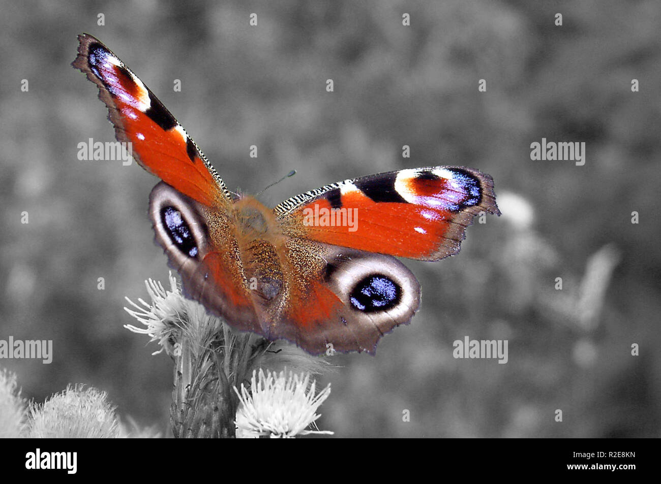 Teilfarbe hi-res stock photography and images - Alamy