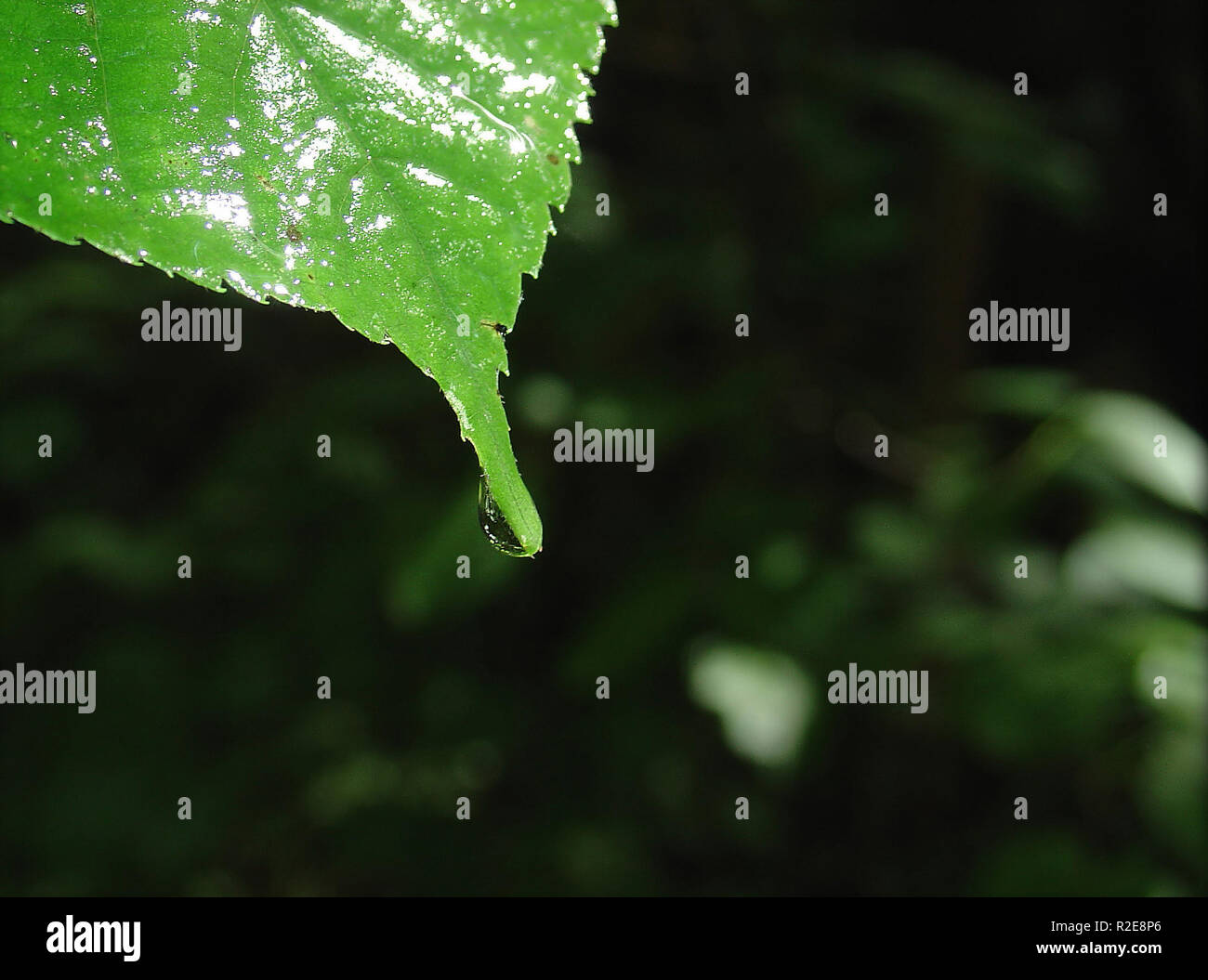 Rainforest leaf drip hi-res stock photography and images - Alamy