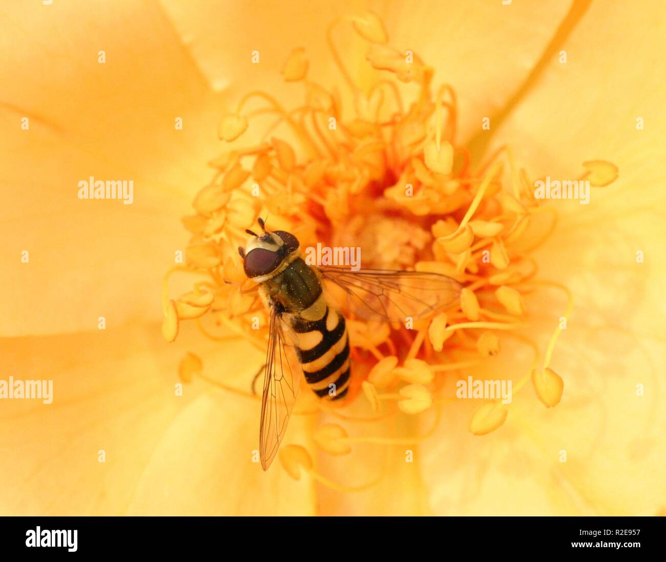 The troublemaker hi-res stock photography and images - Alamy