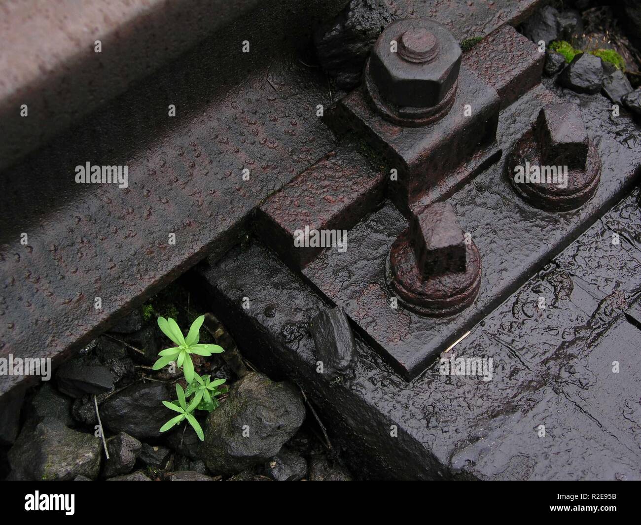 Flowers on train tracks hi-res stock photography and images - Alamy