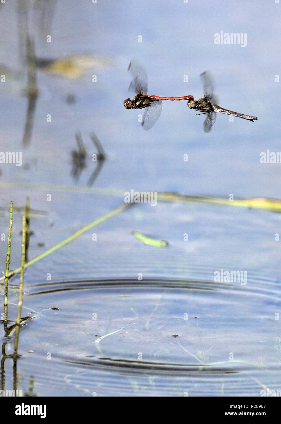 Flight insects hi-res stock photography and images - Alamy